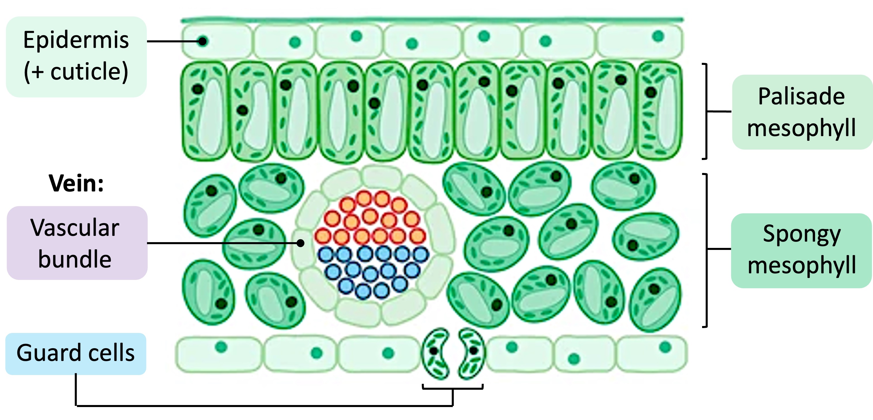 Vascular Bundle Labelled